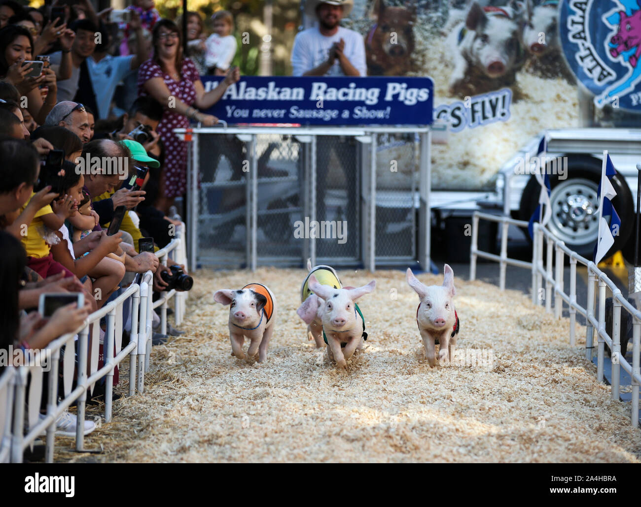 Hurdle racing hi-res stock photography and images - Alamy