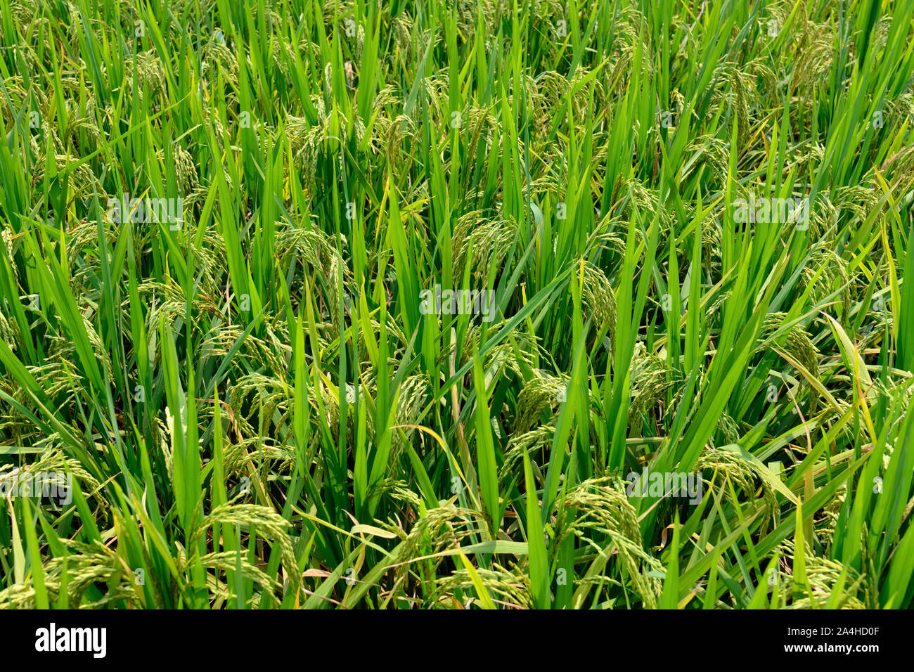 fresh green paddy on the field horizontal composition Stock Photo - Alamy