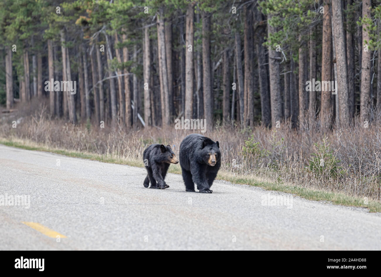 Black bears banff hi-res stock photography and images - Alamy