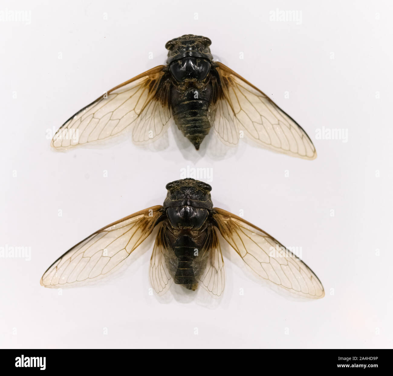 Cicada specimens on a white background Stock Photo - Alamy
