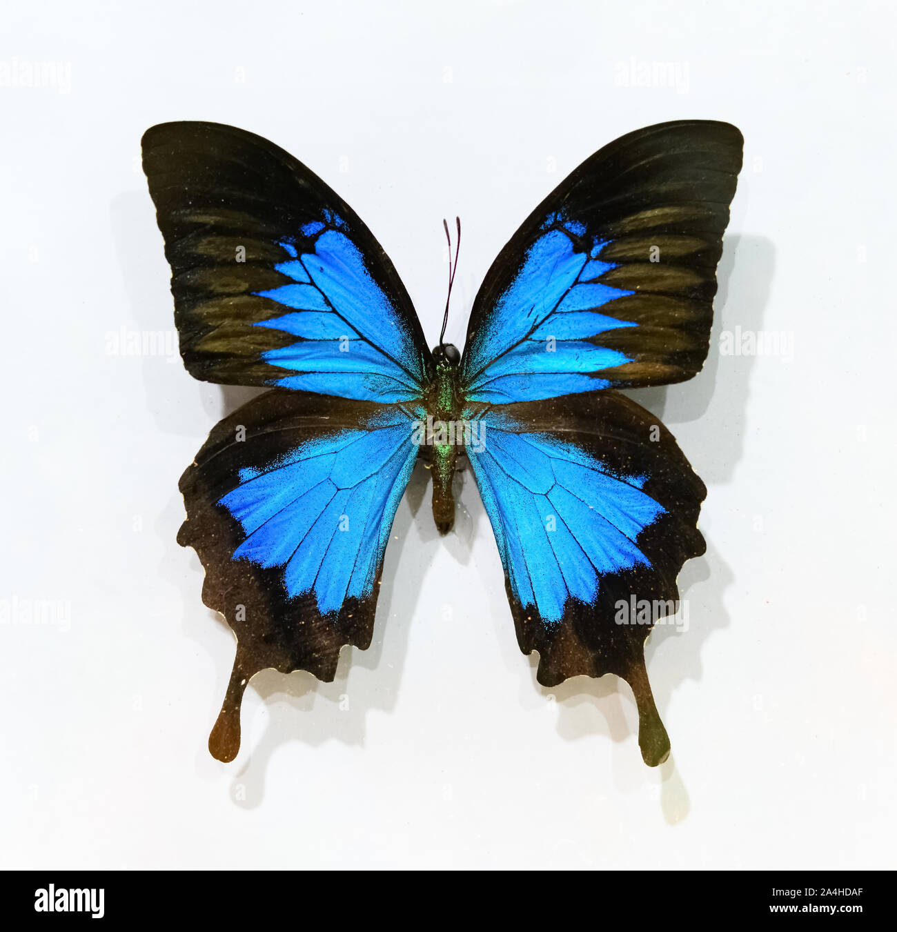 Butterfly specimens hi-res stock photography and images - Alamy