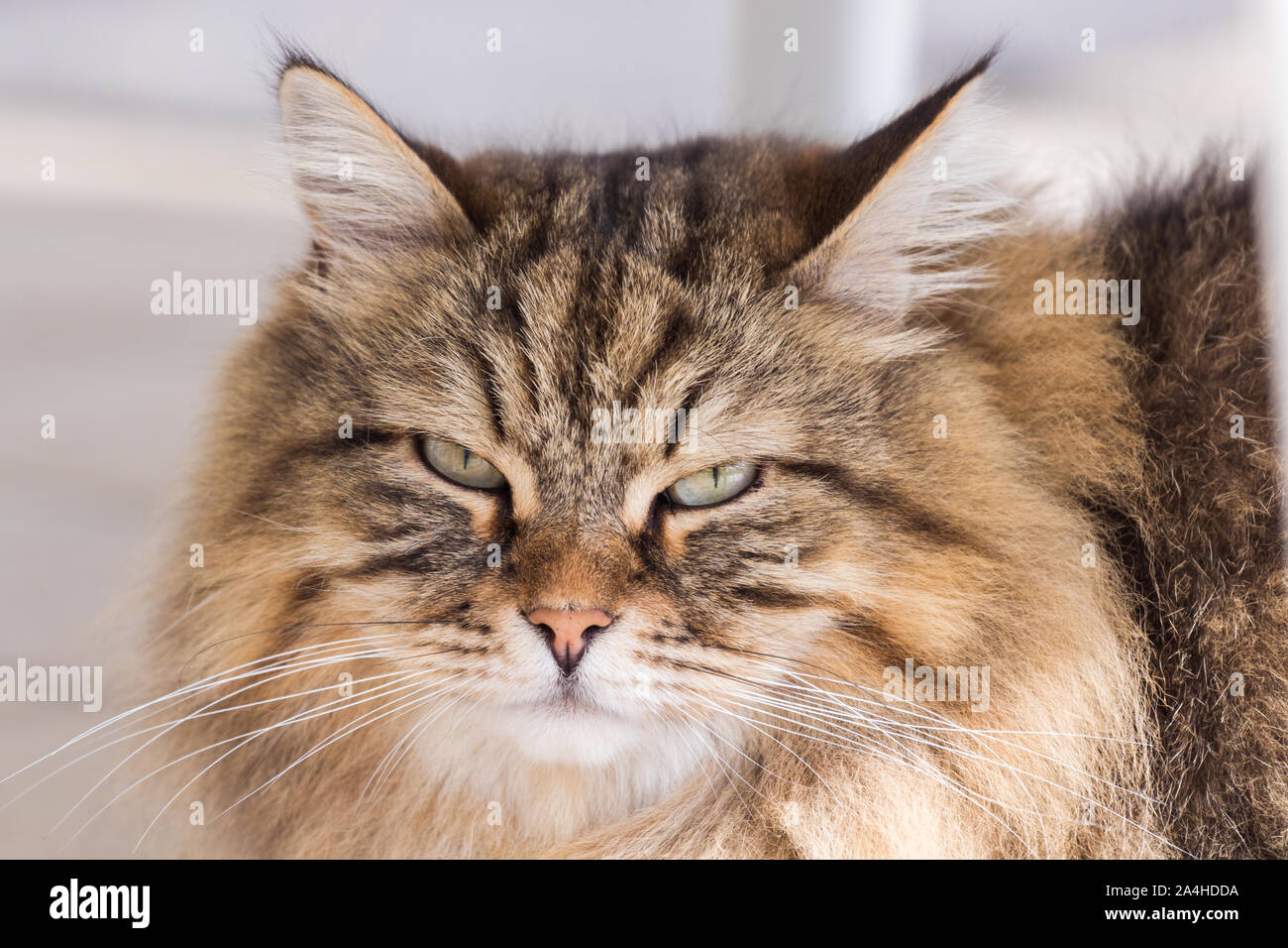 Long haired cat in relax indoor, siberian purebred domestic animal ...