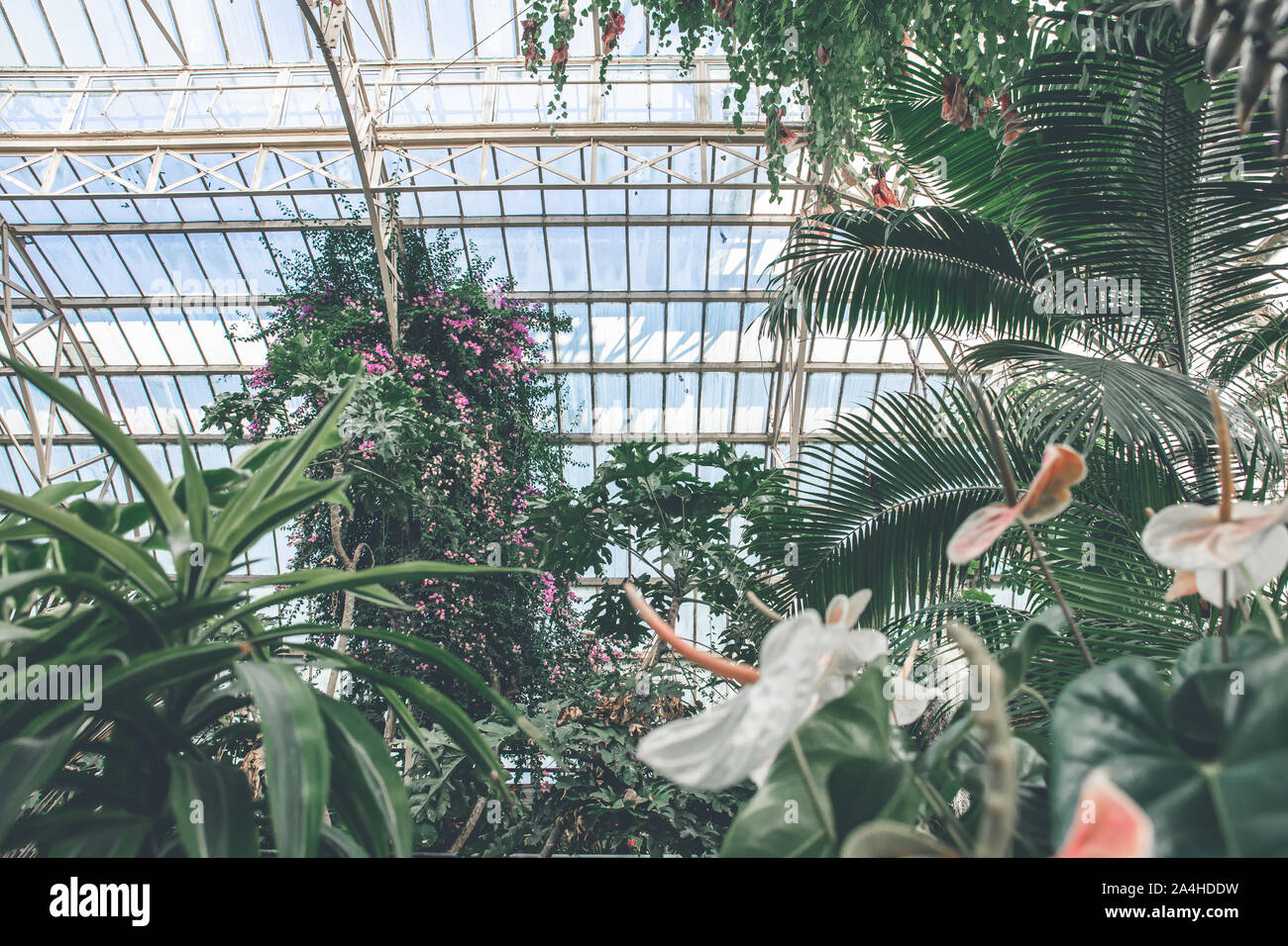 Fresh Lush Tropical Leaves And Foliage In Botanic Garden Greenhouse ...