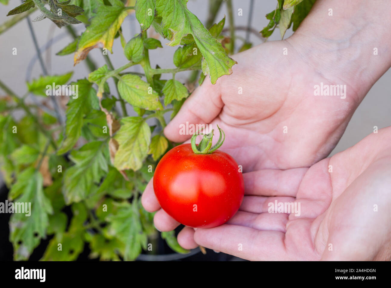 Hands holding tomato plant hi-res stock photography and images - Alamy