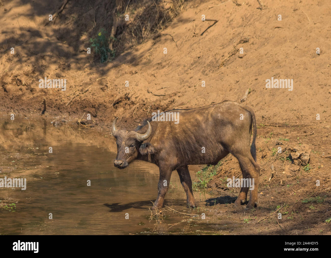 Boy on water buffalo hi-res stock photography and images - Alamy