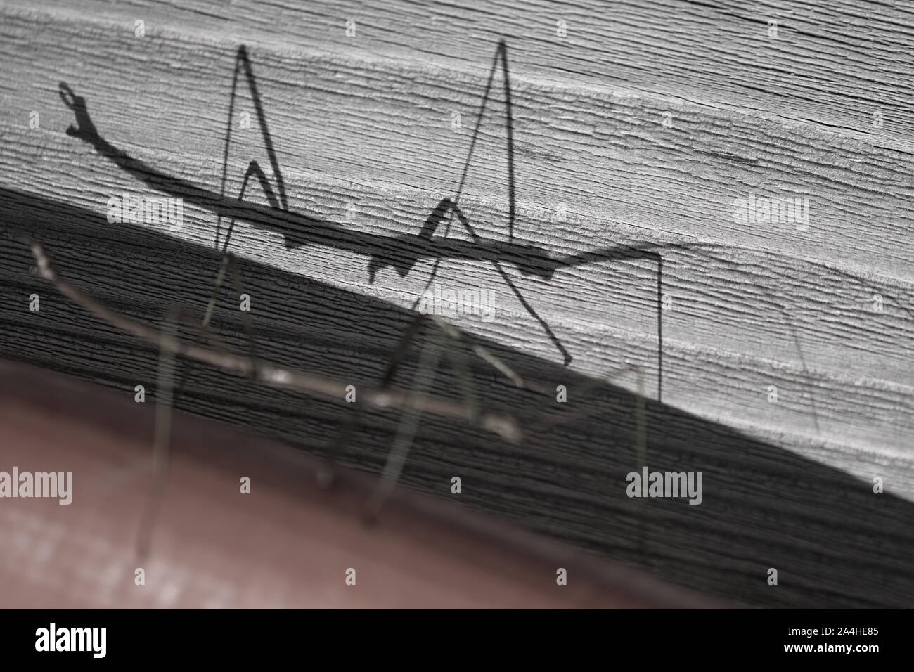 Flying Walking Stick Insect High Resolution Stock Photography and ...