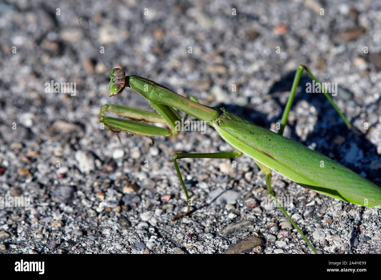 praying mantis on the prowl Stock Photo - Alamy