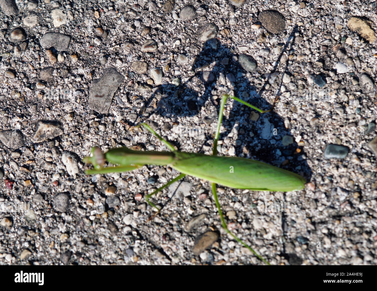 shadowy praying mantis Stock Photo - Alamy