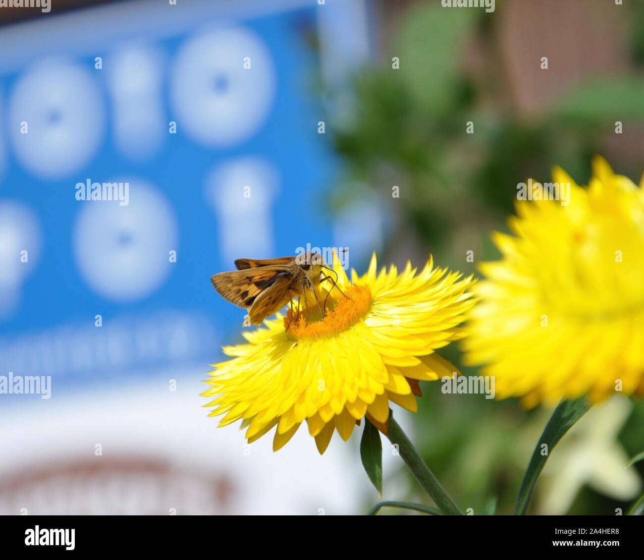 Moths on flower hi-res stock photography and images - Alamy