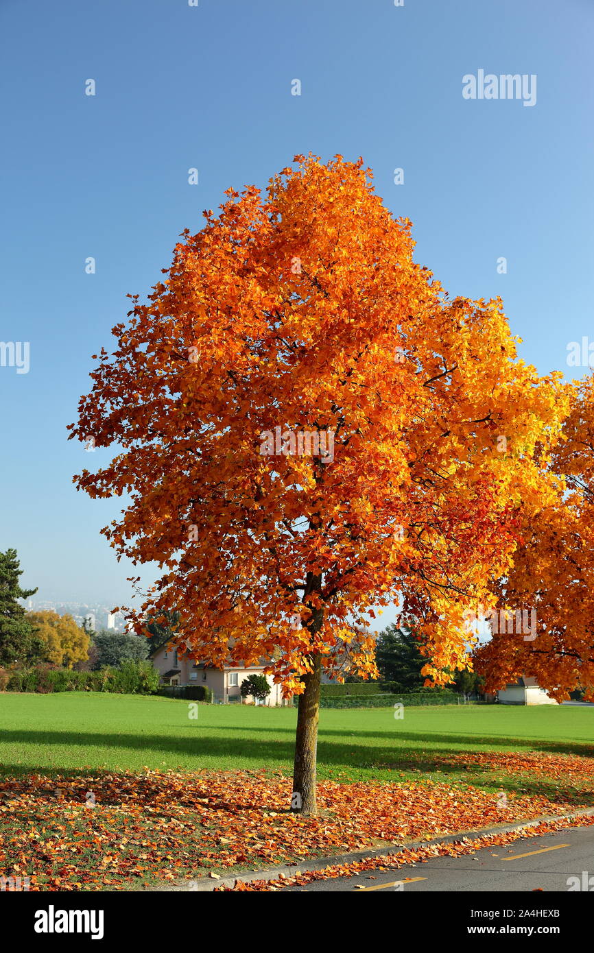 Autumn tree colors by Geneva lake Stock Photo - Alamy