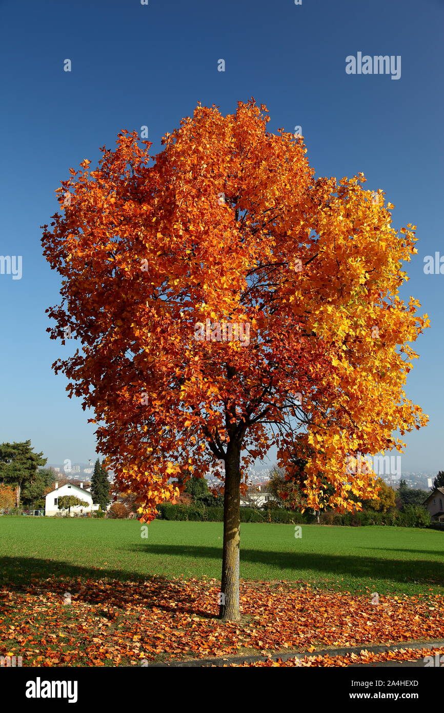 Autumn tree colors by Geneva lake Stock Photo - Alamy