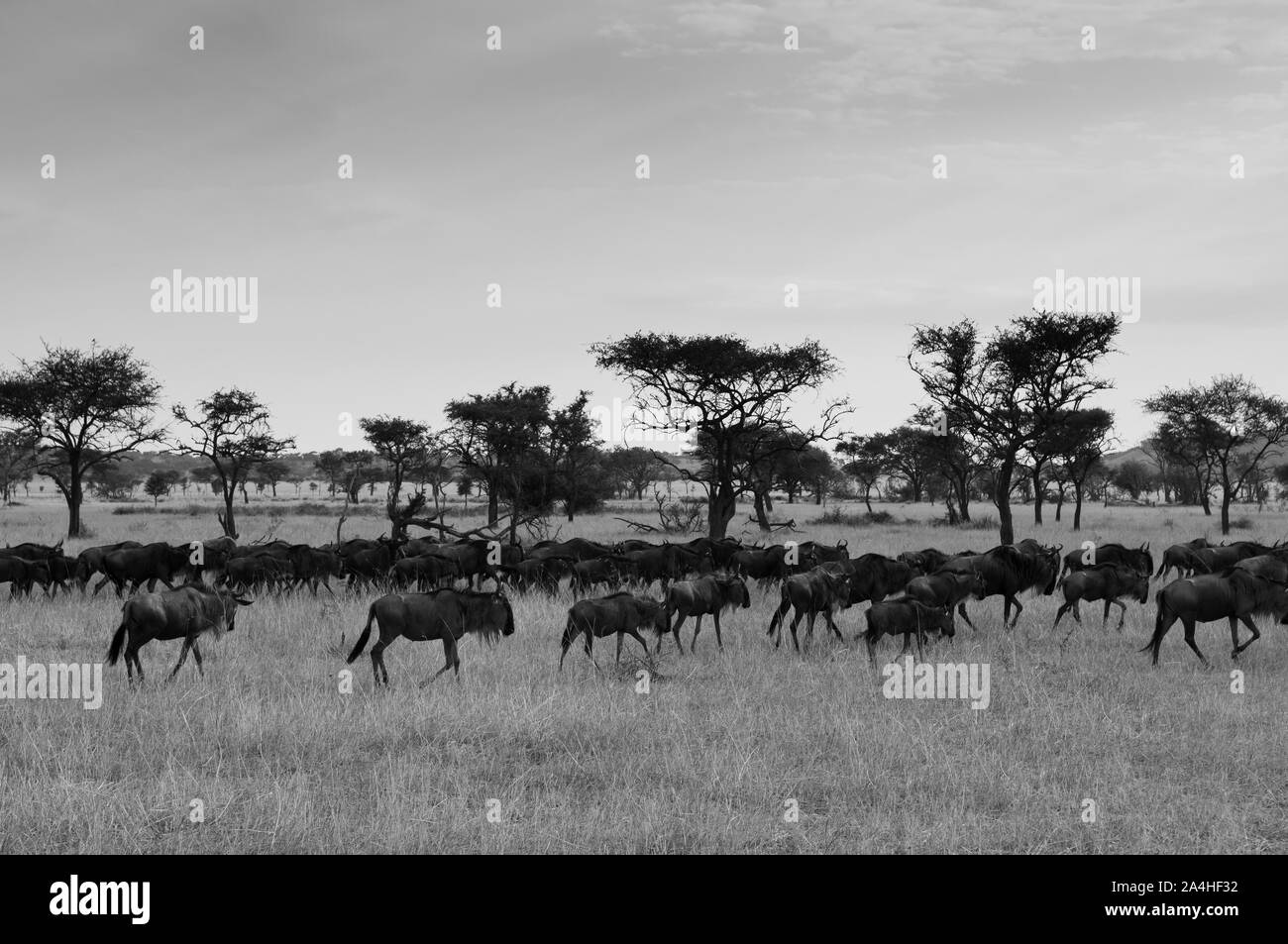 Golden wildebeest Black and White Stock Photos & Images - Alamy