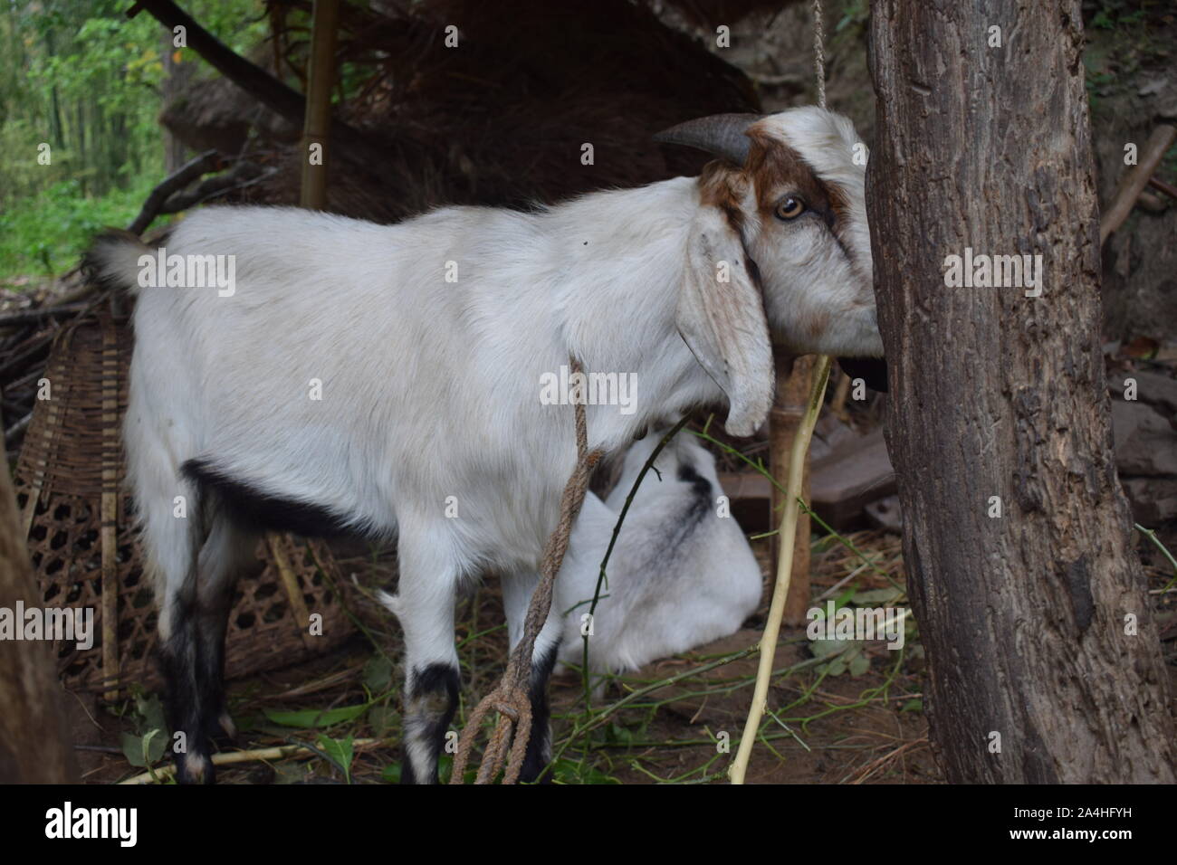 local goat farming Stock Photo - Alamy