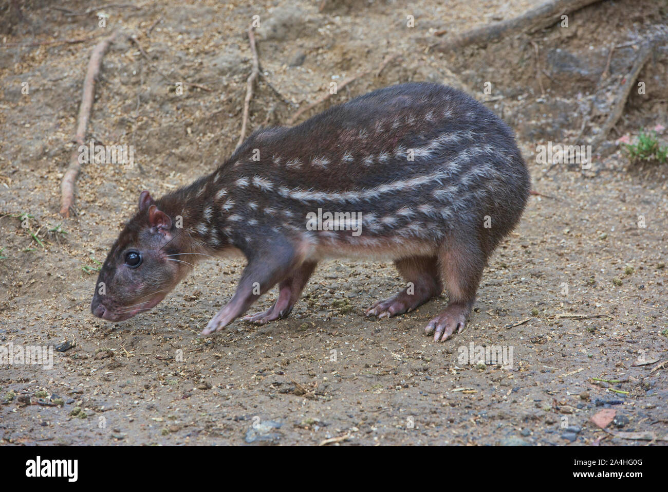 Green acouchi (Myoprocta pratti), Ecuador Stock Photo - Alamy
