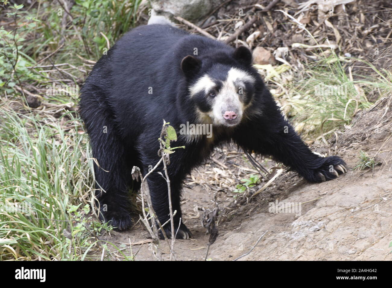 Ecuador bears hi-res stock photography and images - Alamy