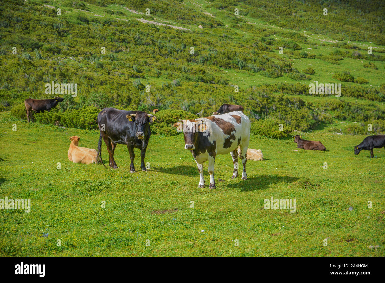 Cows eating fresh green grass Stock Photo - Alamy