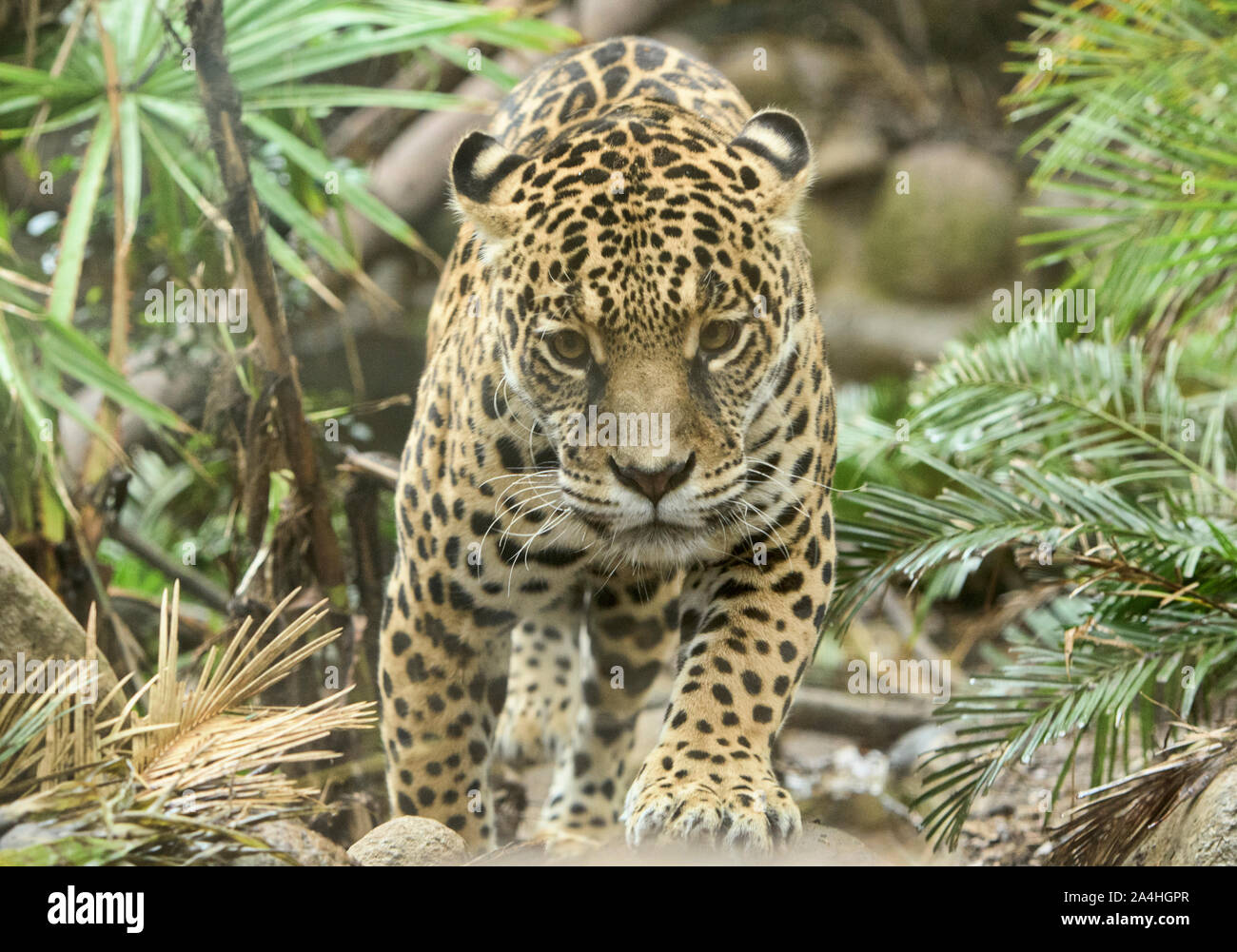 Pantherinae panthera onca hi-res stock photography and images - Alamy