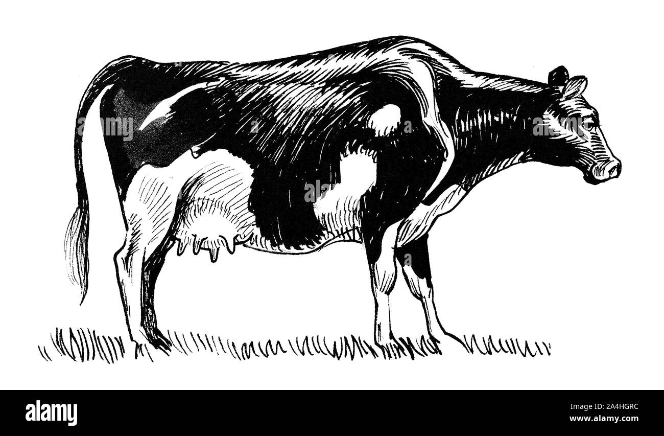 Grazing cow Cut Out Stock Images & Pictures - Alamy