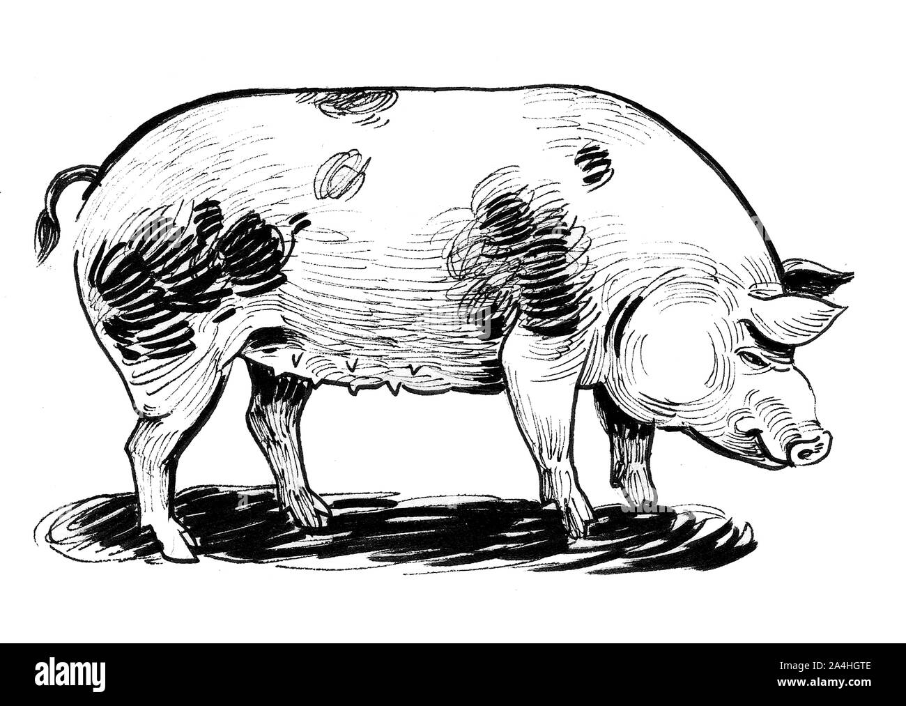 Big Fat Pig High Resolution Stock Photography and Images - Alamy