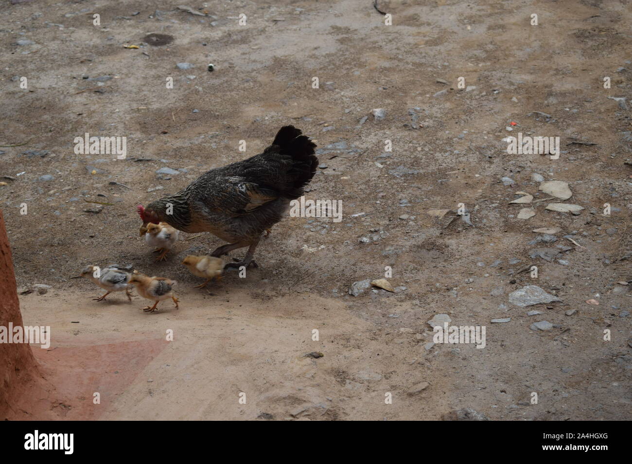 Local chicken with small chicken Stock Photo - Alamy