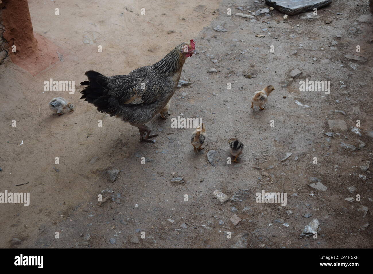 Local chicken with small chicken Stock Photo - Alamy