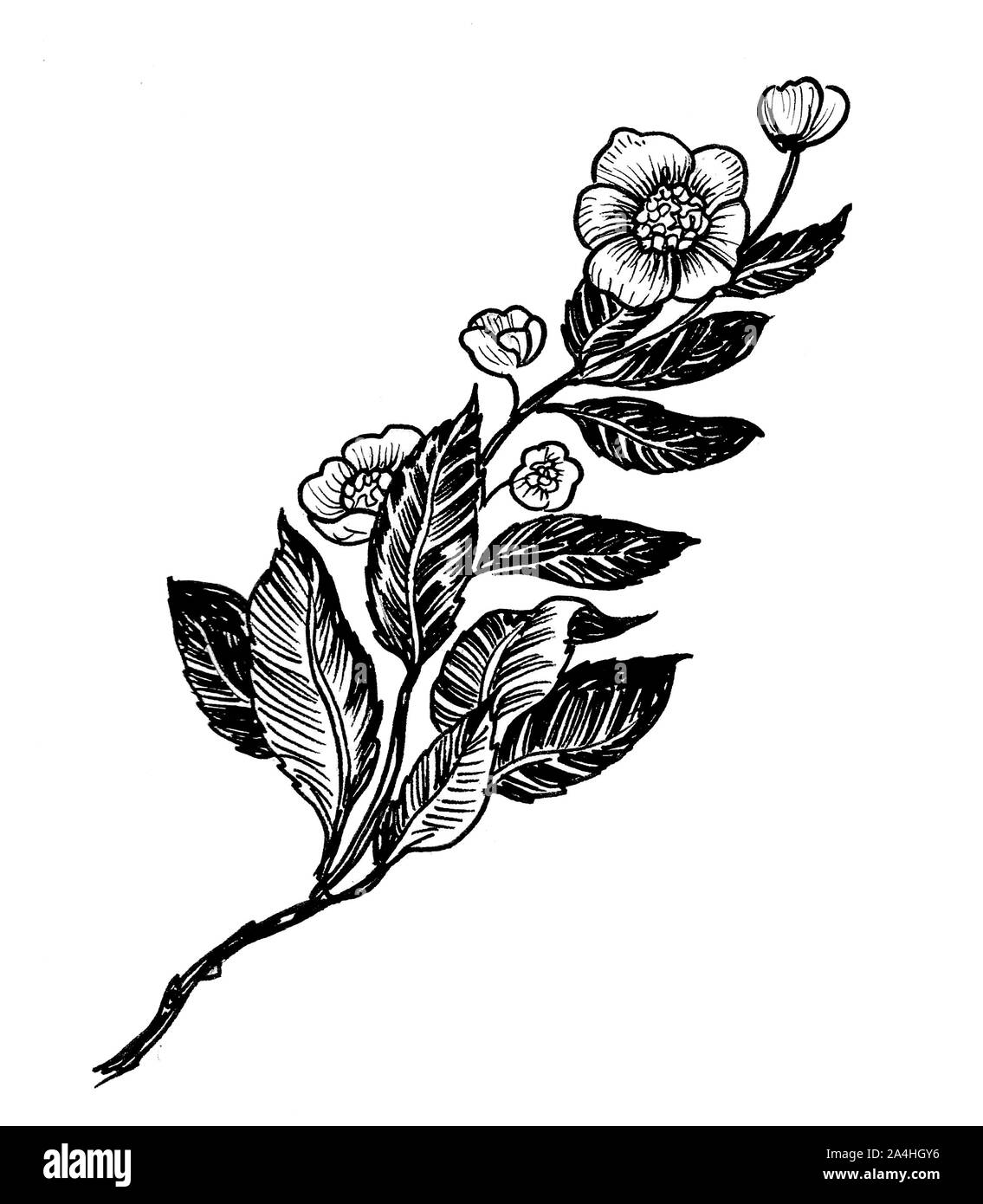 Blossoming tea bush branch. Ink black and white drawing Stock Photo - Alamy