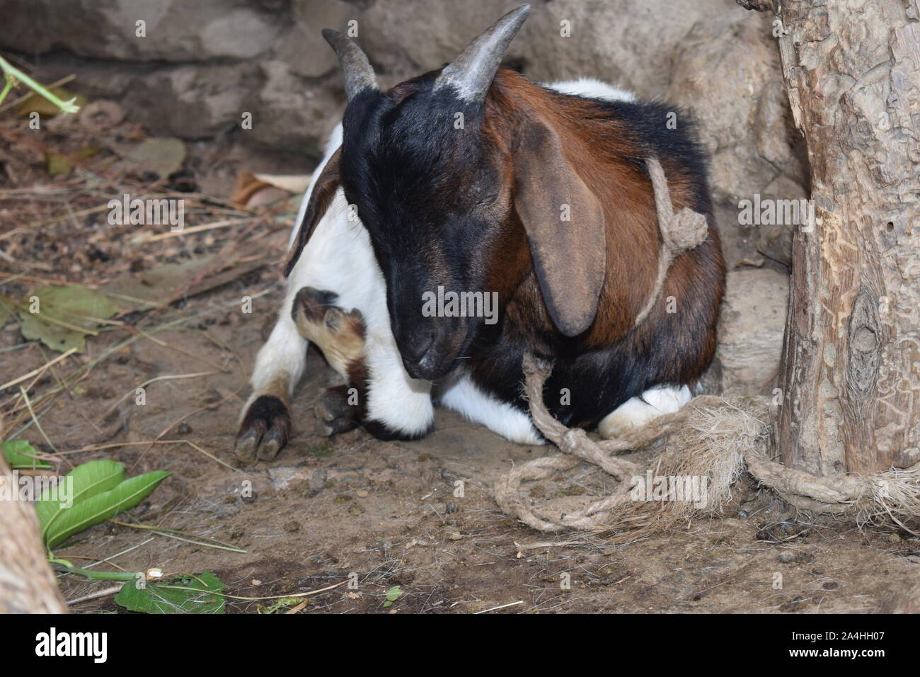 Khari Goat Characteristics & Breed Information Stock Photo - Alamy
