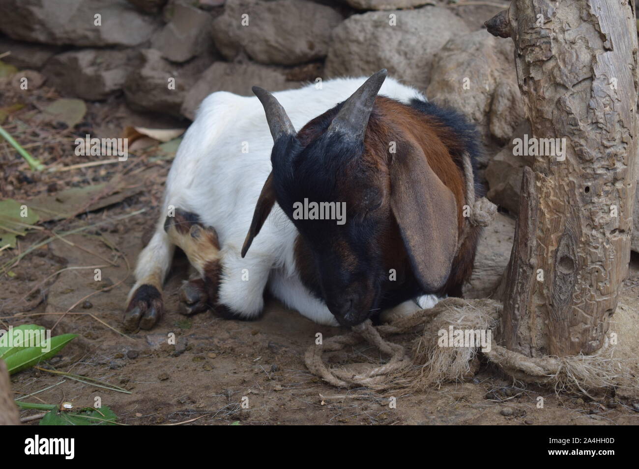 local goat farming Stock Photo - Alamy