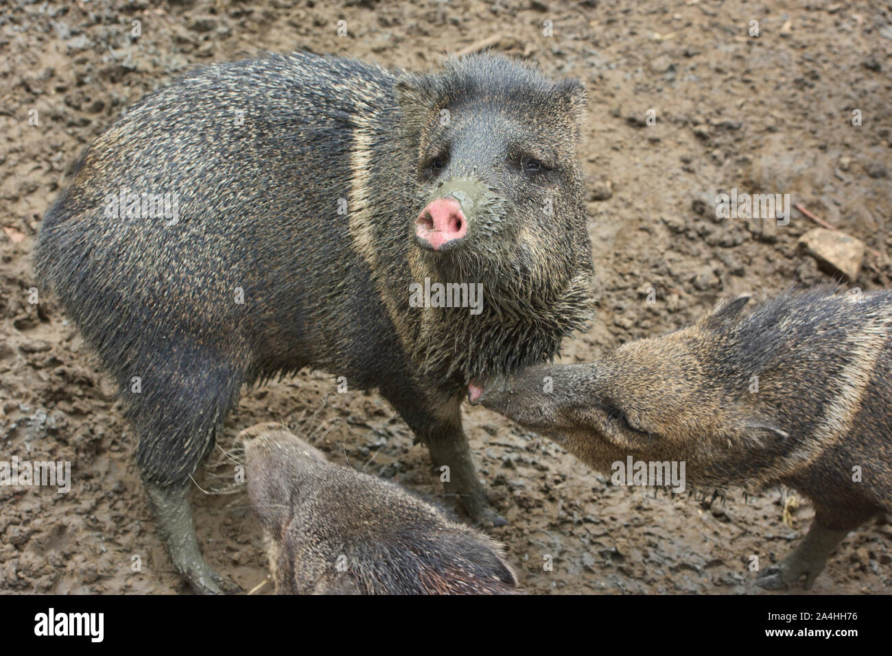 Collared peccary (Pecari tajacu), Ecuador Stock Photo - Alamy