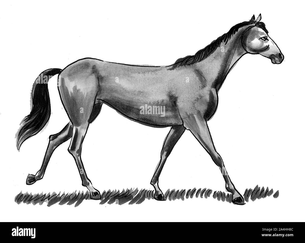 Beautiful running horse. Ink and watercolor illustration Stock Photo ...