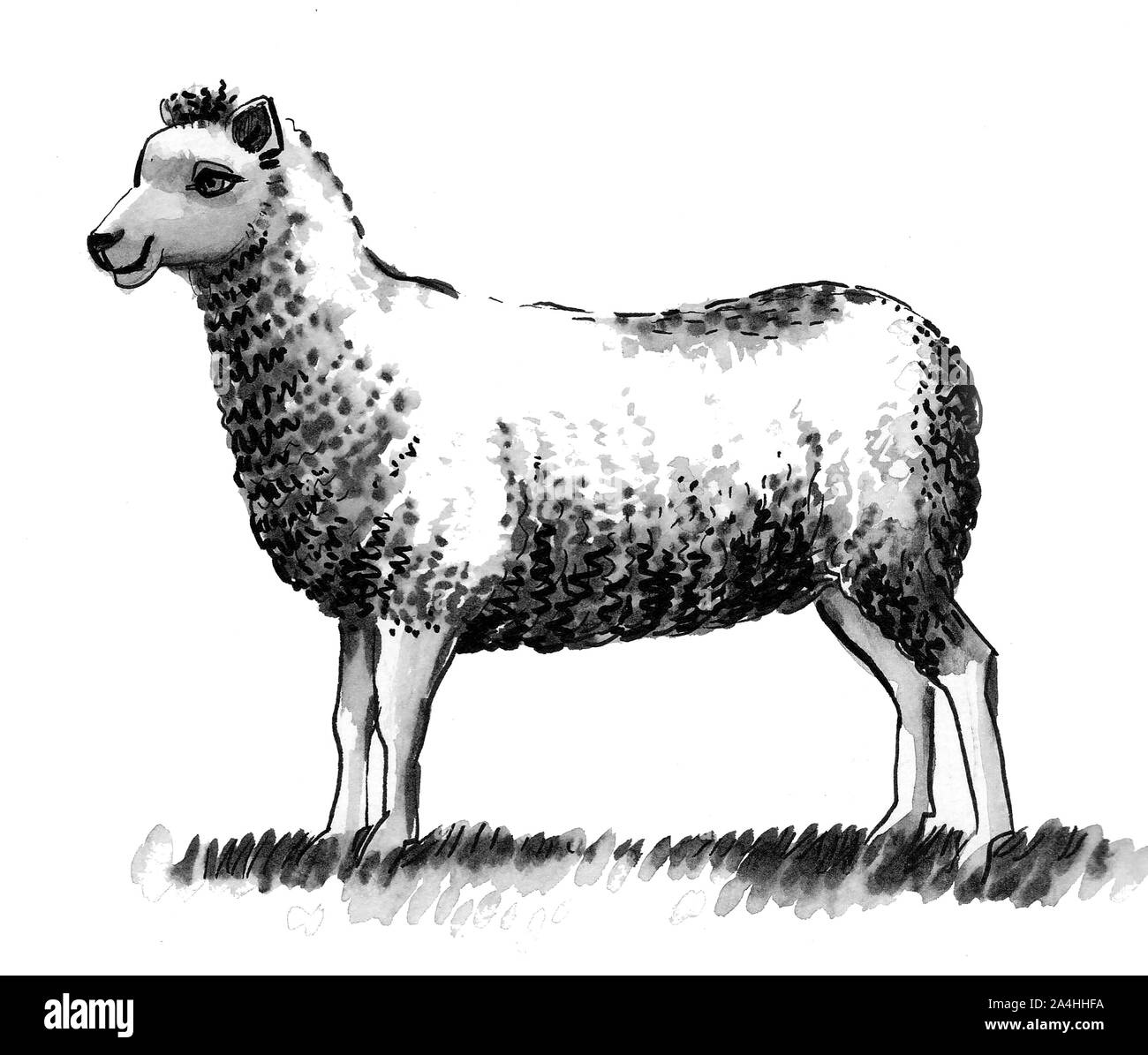 Standing sheep. Ink and watercolor illustration Stock Photo - Alamy