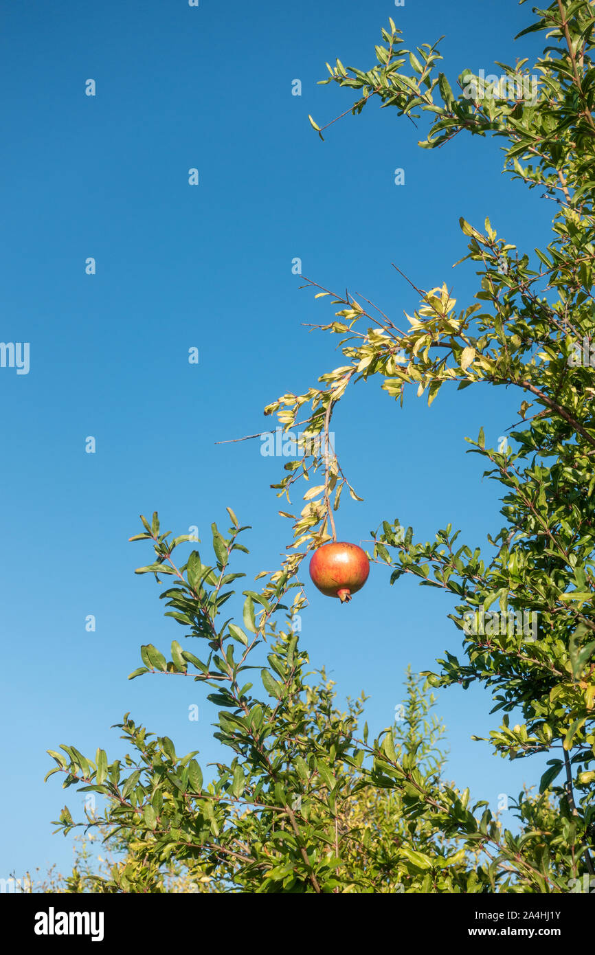 Pomegranates on a tree in an orchard on a farm hi-res stock photography ...