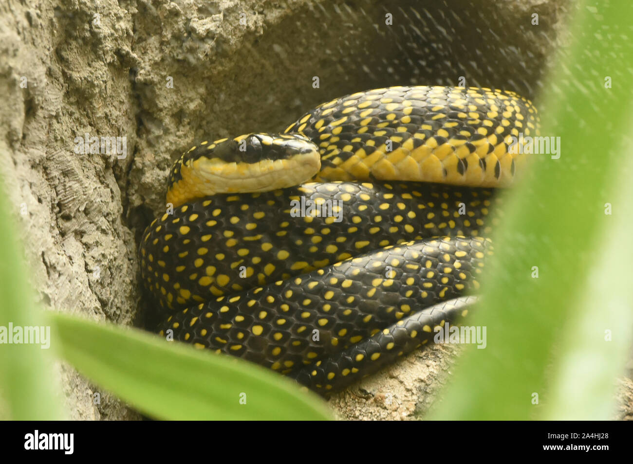 Yellow spotted puffing snake hi-res stock photography and images - Alamy