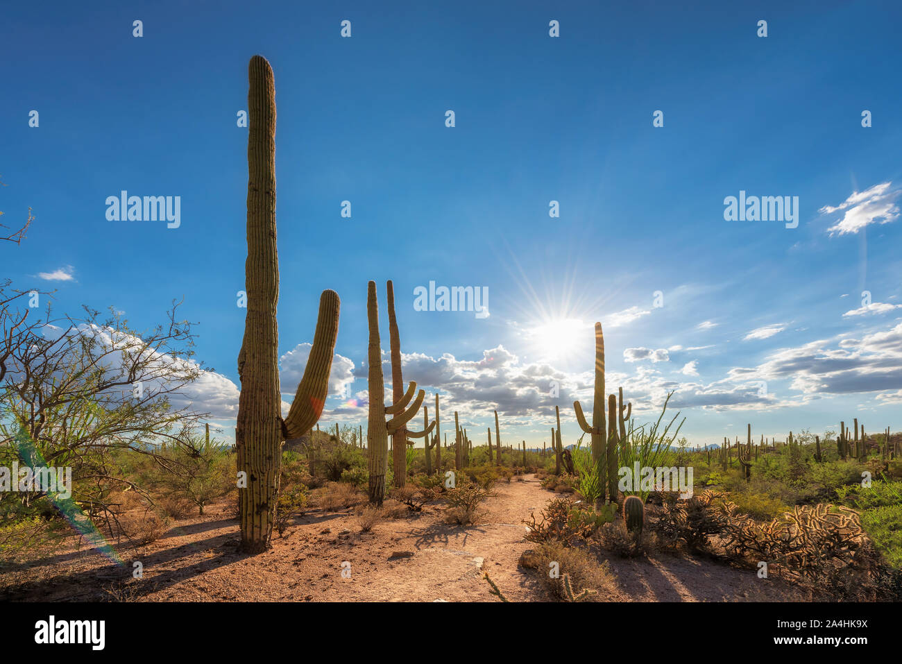 Ocotillo saguaro hi-res stock photography and images - Alamy