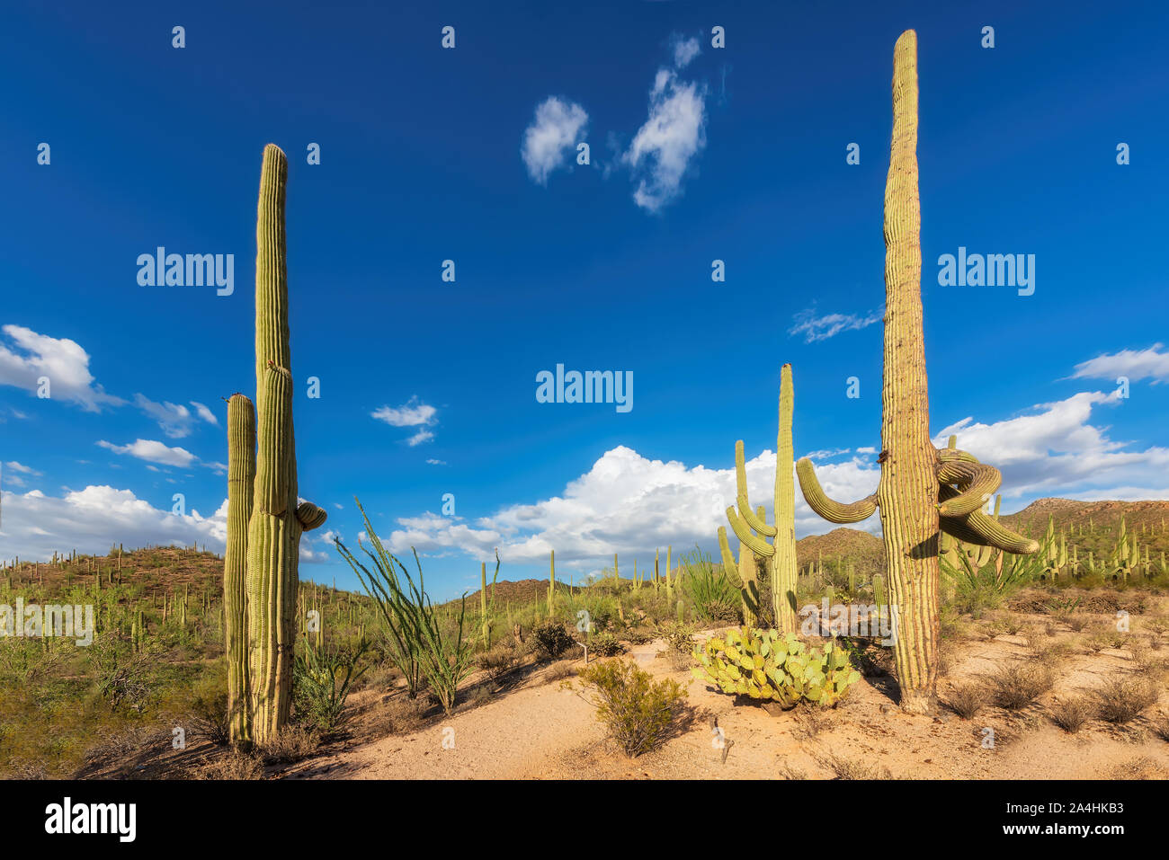 Giant ocotillo cacti hi-res stock photography and images - Alamy