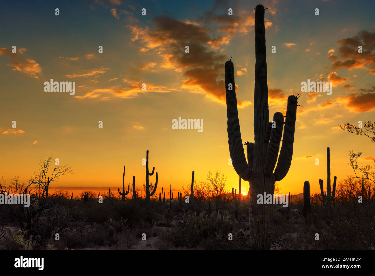 Giant Saguaro Cactus At Sunset In Sonoran Desert Phoenix Arizona