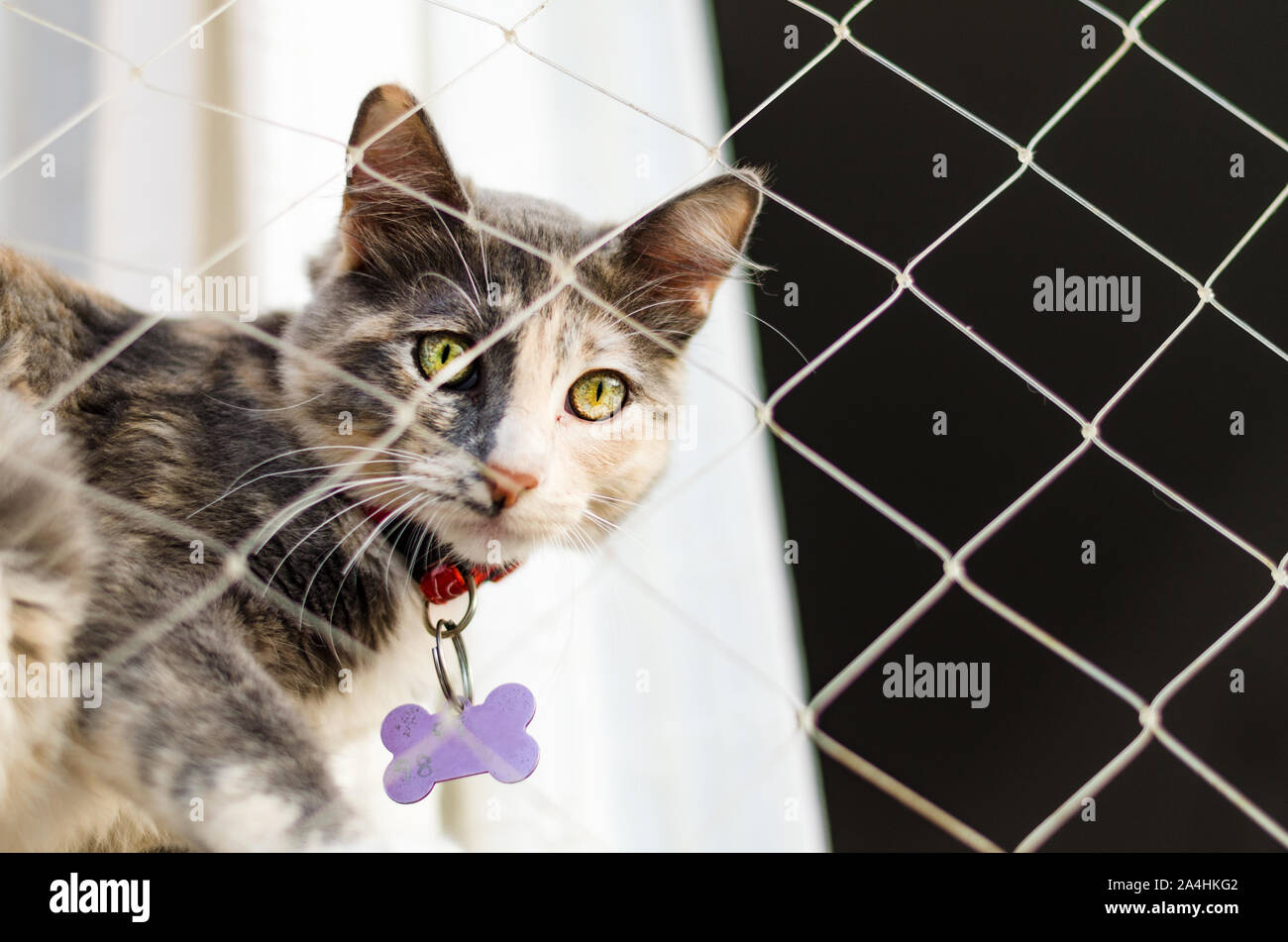 Net window protection hi-res stock photography and images - Alamy