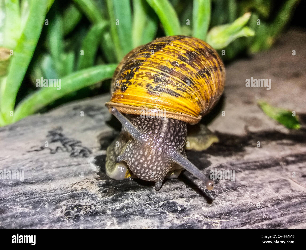 Slowly moving burgundy snail hi-res stock photography and images - Alamy