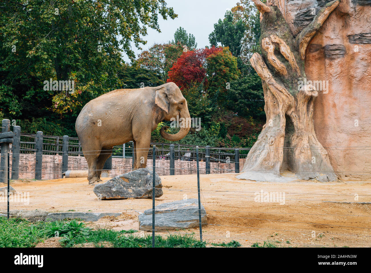 Seoul Grand Park Zoo High Resolution Stock Photography and Images - Alamy