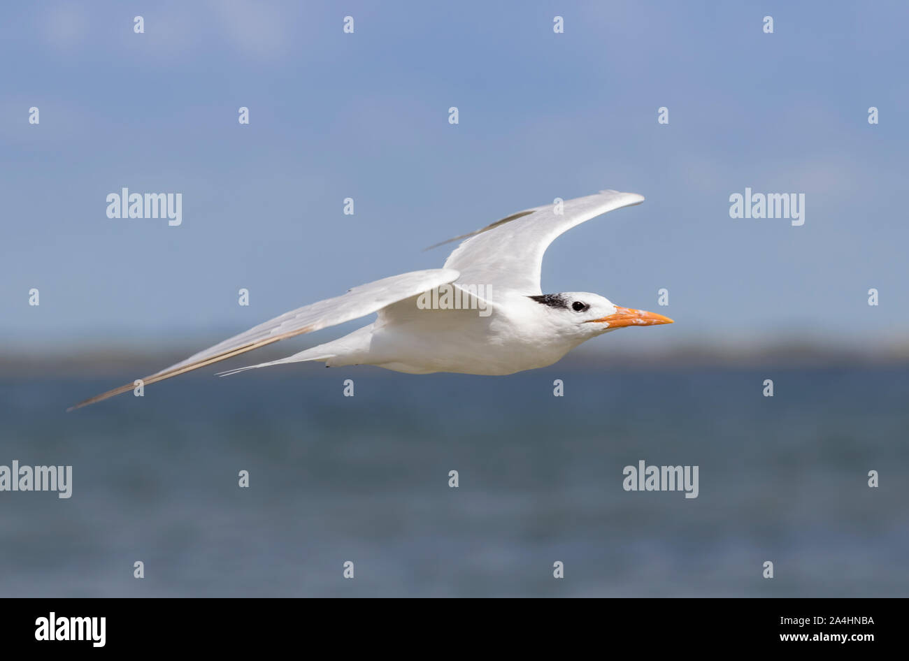 The royal tern (Sterna maxima) flying over ocean in the blue sky Stock ...
