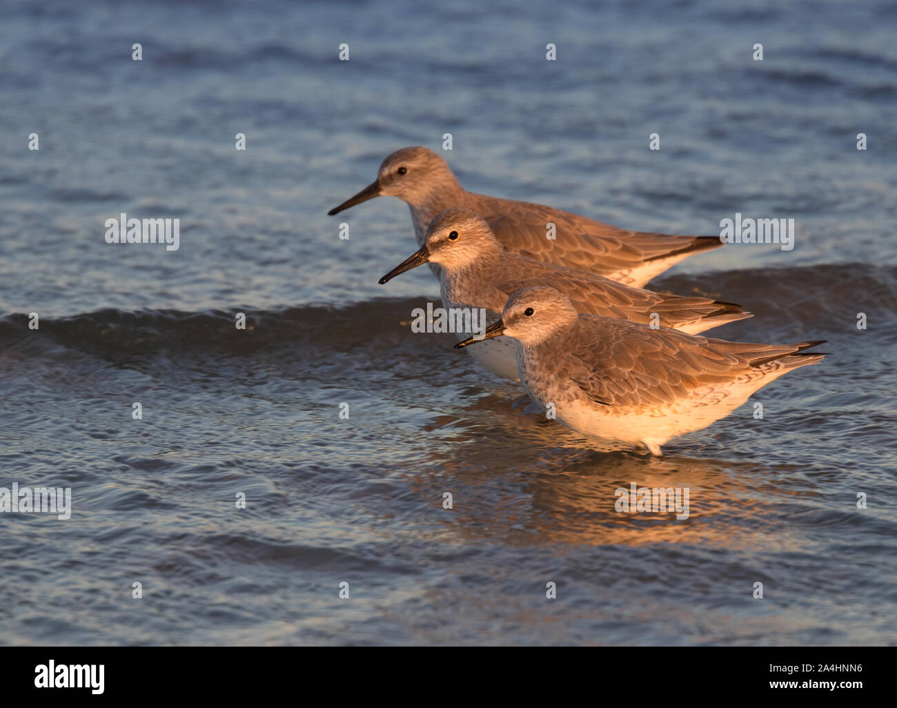 Red knots hi-res stock photography and images - Alamy