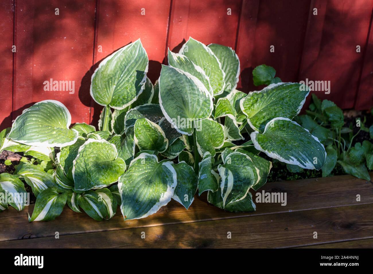 'Francee' Hosta, Funkia (Hosta fortunei Stock Photo - Alamy