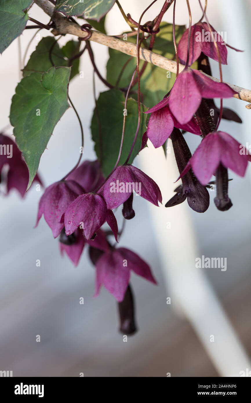 Purple Bell Vine, Törnrosas kjortel (Rhodochiton atrosanguineum Stock ...