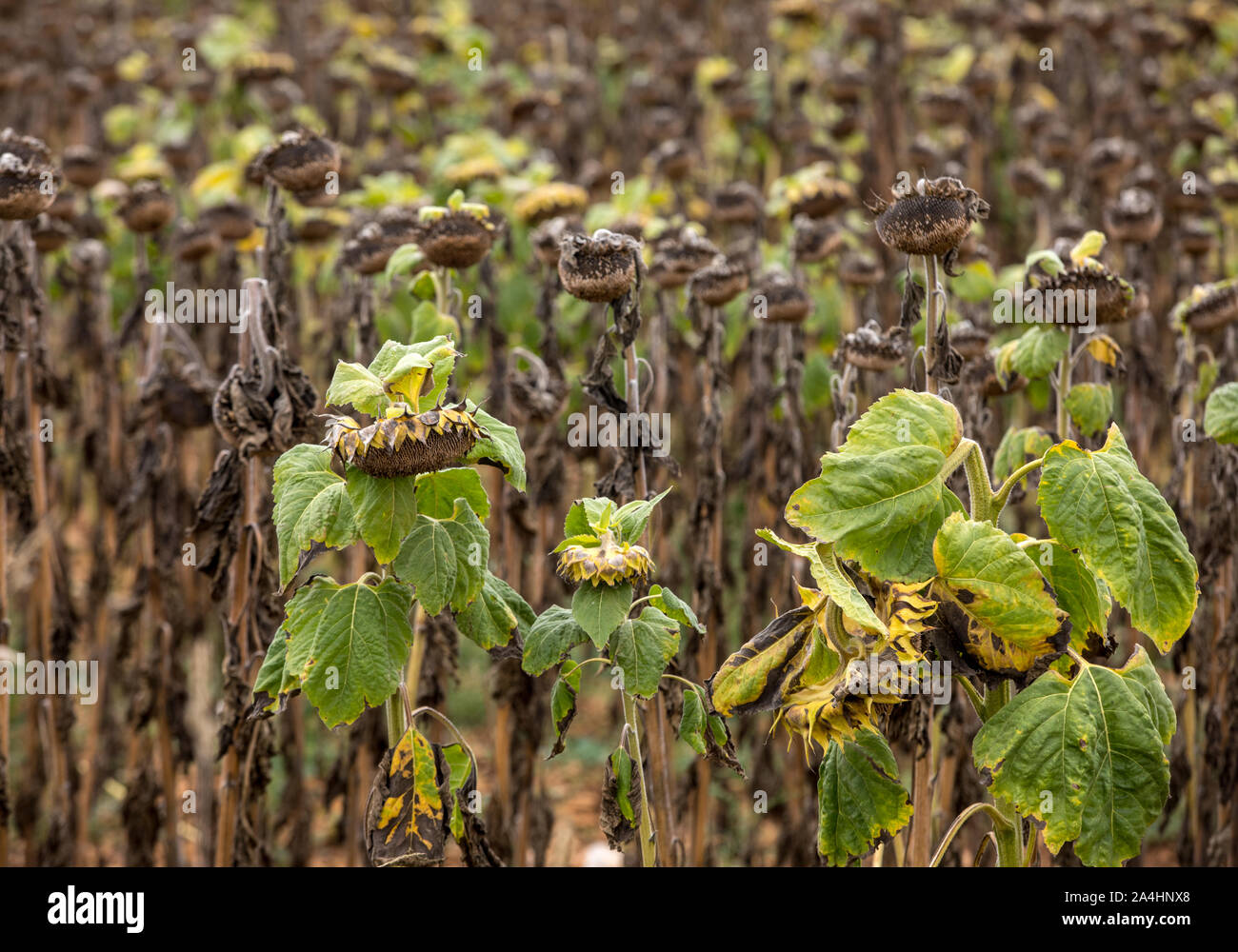 Field of drying sunflowers in Aquitaine. France Stock Photo - Alamy