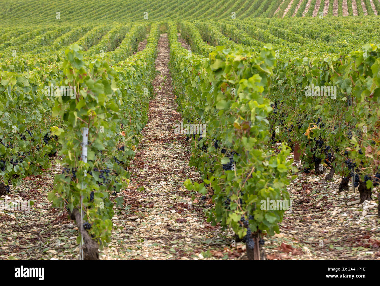 Champagne vineyards in the Cote des Bar area of the Aube department ...
