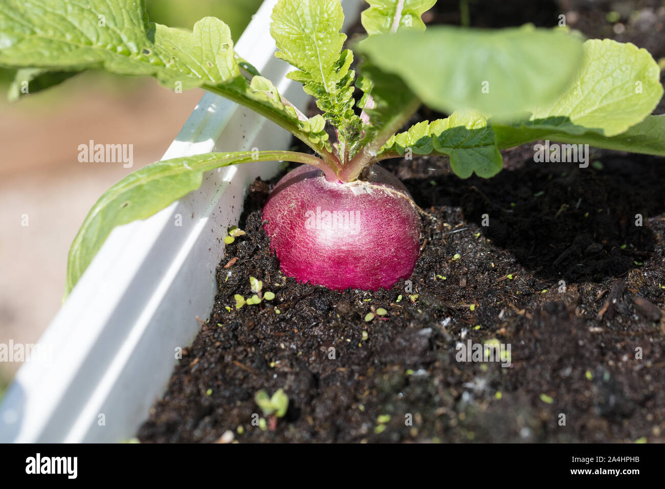 'Viola' Radish, Rädisa (Raphanus sativus Stock Photo - Alamy