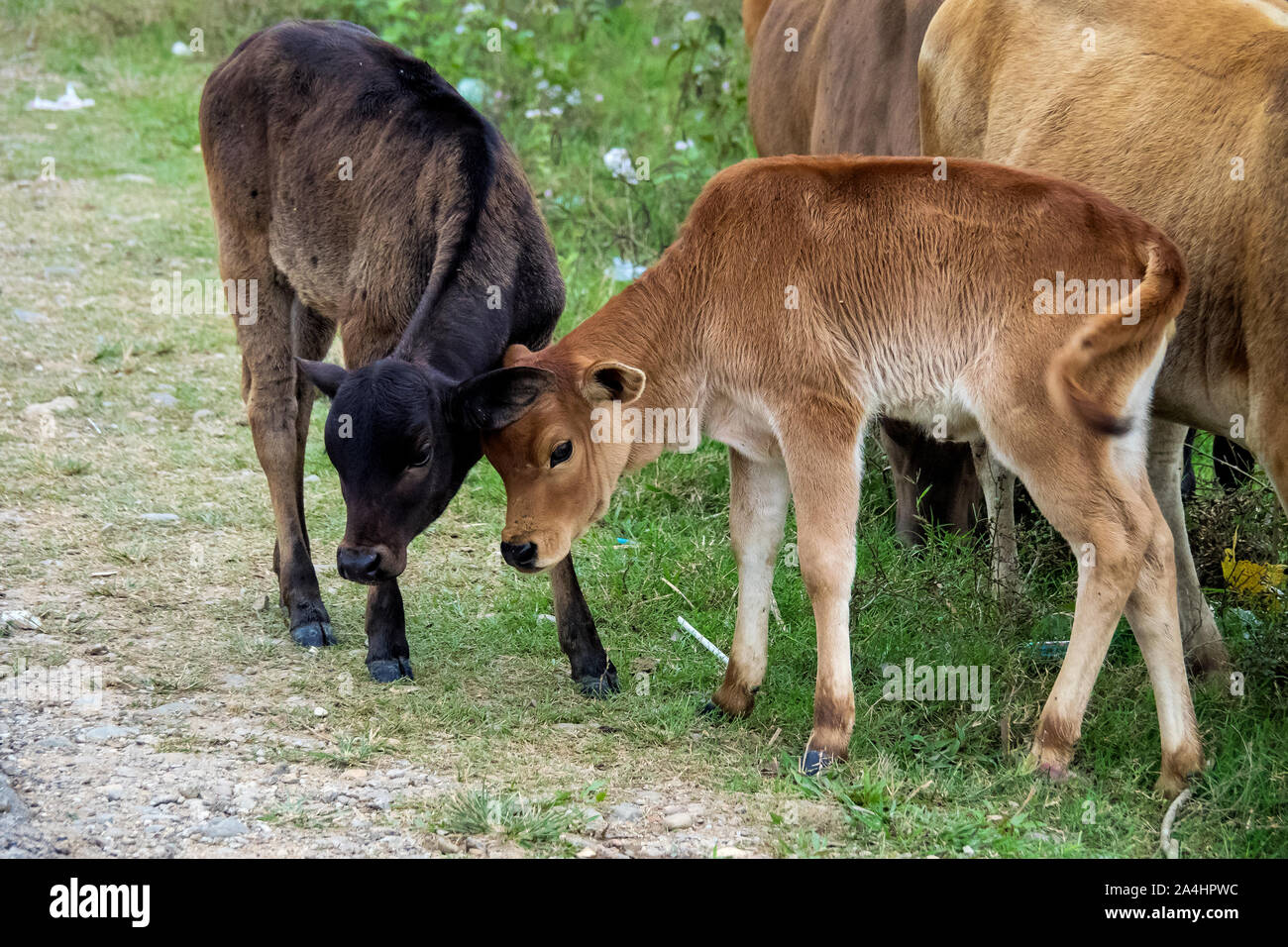 cows in a field near Vang Vieng, Vientiane Province, Laos Stock Photo ...