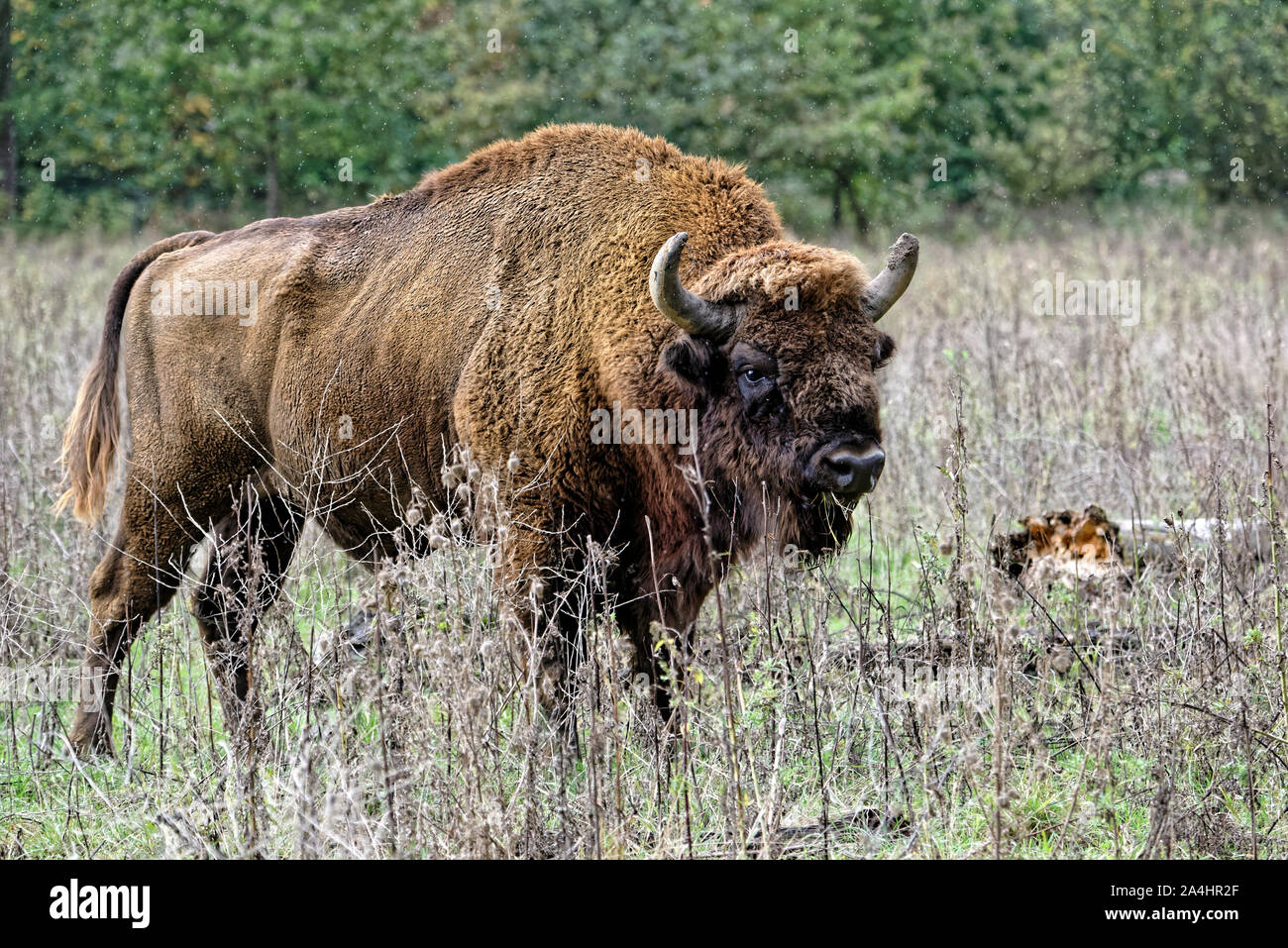Tiere wildtiere hi-res stock photography and images - Alamy
