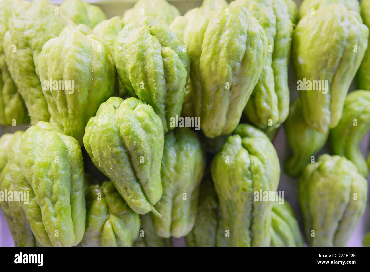 Chayote Sechium edule fruit / fresh chayote squash in the vegetable ...