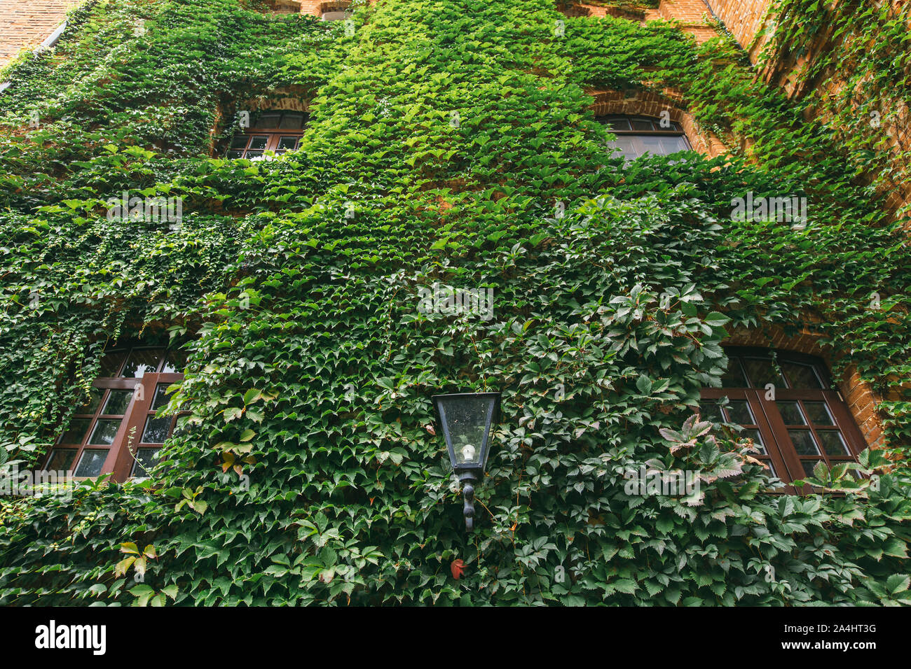 ivy creeps along the wall of an old castle. visible window frames Stock ...